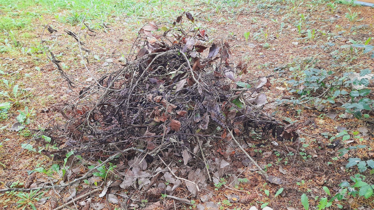 Le bois mort préserve et renforce la biodiversité d’un jardin ...