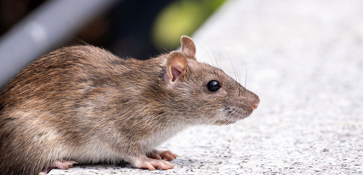 Opération "coup de poing" pour lutter contre la prolifération des rats ...